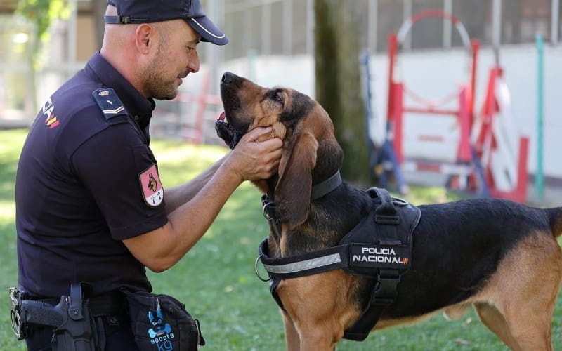 Politiehondenrassen 11 Ideeën Over Politiehond | Politiehonden,