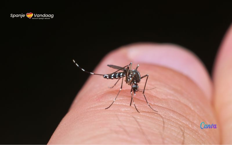 De dreiging van gevaarlijke muggen deze zomer in Spanje | SpanjeVandaag