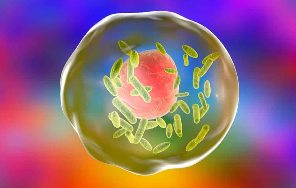 Bacteriële infectieziekte Q-koorts uitbraak in Vila Joiosa
