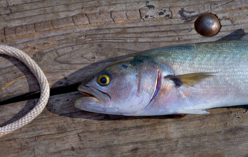 ‘Bijtende vis’ gevangen voor de kust van Elche