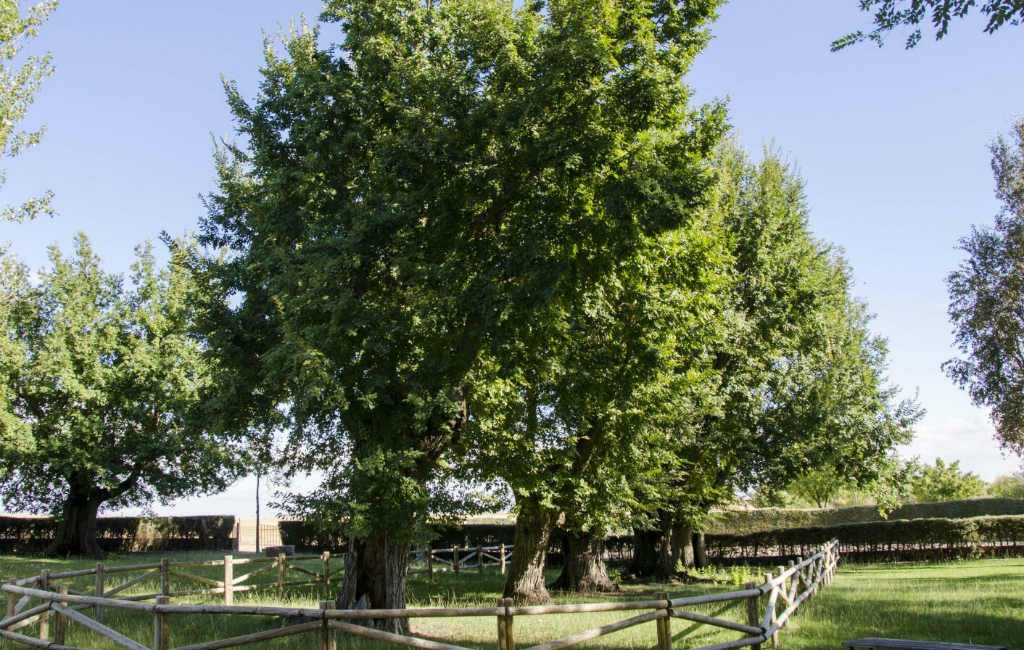 Oeroude iepen in Spanje halen tweede plaats bij Europese boom van het ...