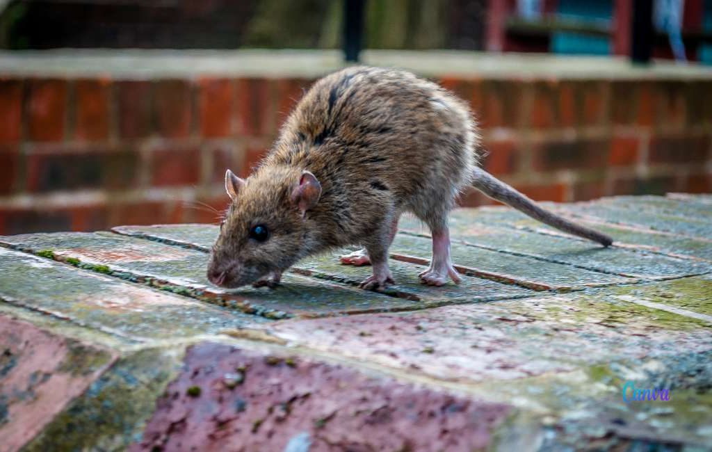 Nieuwe Spaanse Wet voor Dierenwelzijn: mag je een rat die je huis ...