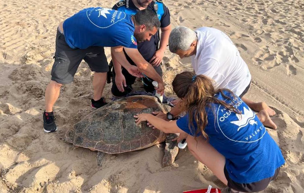 Een zeeschildpad legt 62 eieren op toeristisch Playa Norte strand in Gandia