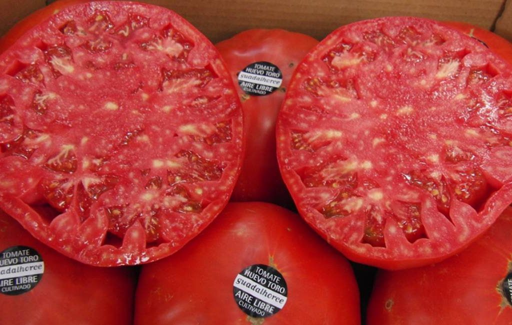 Duurste tomaat van Spanje is ‘Huevo de Toro’ ofwel stierenbal uit Málaga