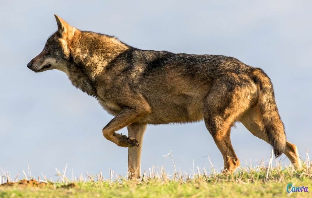 Hoe Reageer Je Wanneer Je Oog In Oog Komt Te Staan Met Een Wolf In Spanje